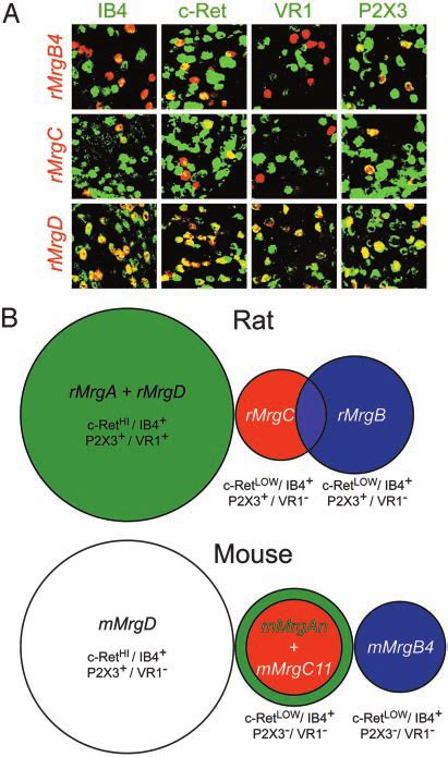 Analysis Of Mrg Expression In Adult Rat And Mouse Drg Neurons A