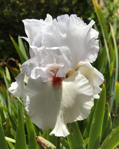 Iris Arctic Fox Cloverhillrareplants