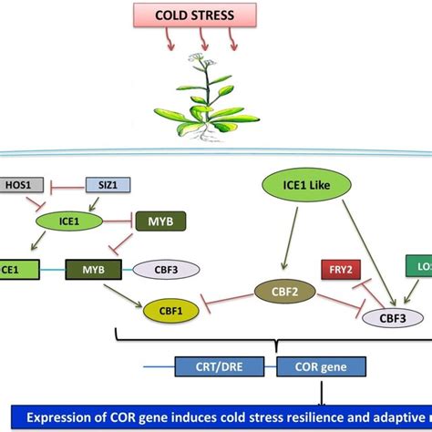 Heat Stress Induced Gene Regulatory Pathway Hsf Heat Stress Factor