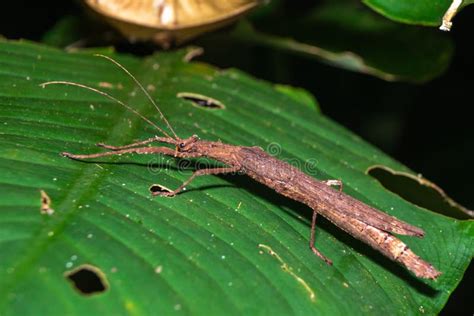 Stick Insect Stick Bug Brown Exotic Stock Image Image Of White