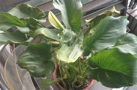 马蹄莲叶子发黄怎么办 花百科