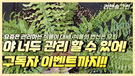 식물관리 깔끔하게 구독자 이벤트까지 무늬보스톤고사리의 변신 Youtube