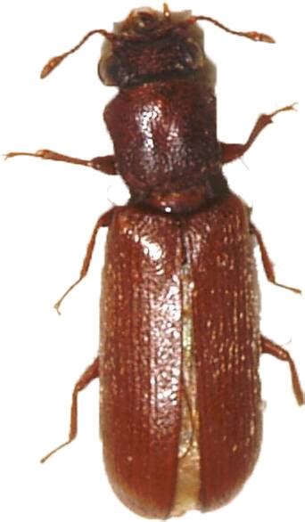 Wood Eating Insects 6 Xylophagous Insects You Should Avoid