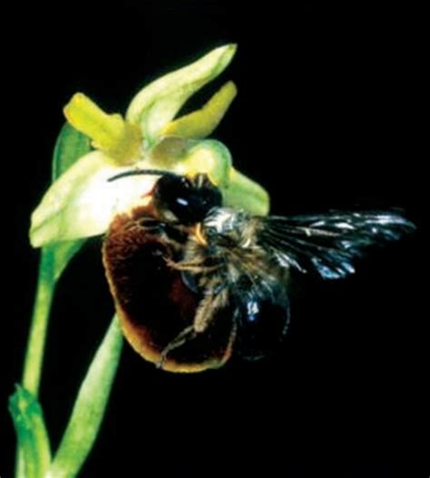 Note 9 Standard 12sexual Reproduction In Flowering Plants Agents Of