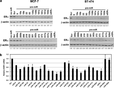 Protein Lysate Microarray Analysis To Identify MicroRNAs Regulating Estrogen Receptor Signaling