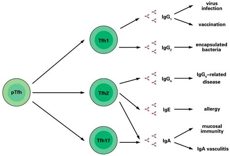 Helper T Cells Function