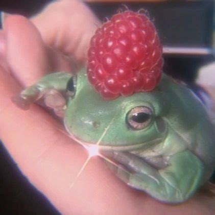 Aesthetic Frog Wallpaper Pinterest Pic Flamingo