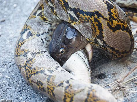 Cobra Fights Its Way Out Of Python S Death Grip And Kills It In Brutal