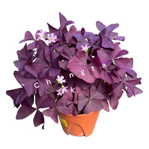 Oxalis Triangularis 150 Chengtai Nursery
