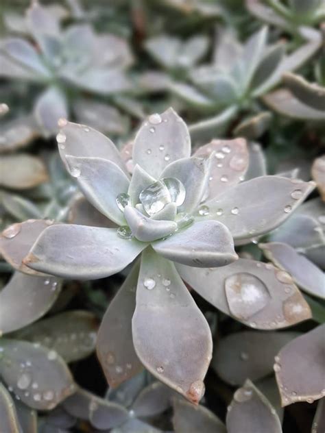 ბაღის ყვავილები და მცენარეები • Garden Flowers Home