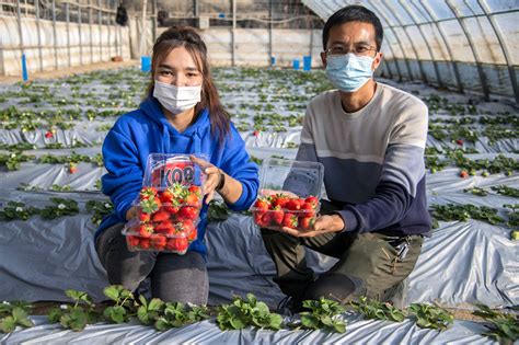 洛浦大棚草莓甜蜜上市百科ta说