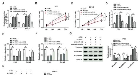 Tug1 Silencing Exerted Its Regulatory Effects On Pca Cell Download