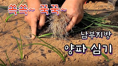 남부지방 양파 심기 직접 기른 양파 모종 정식 맨손으로 쏙쏙 양파 심기 Youtube
