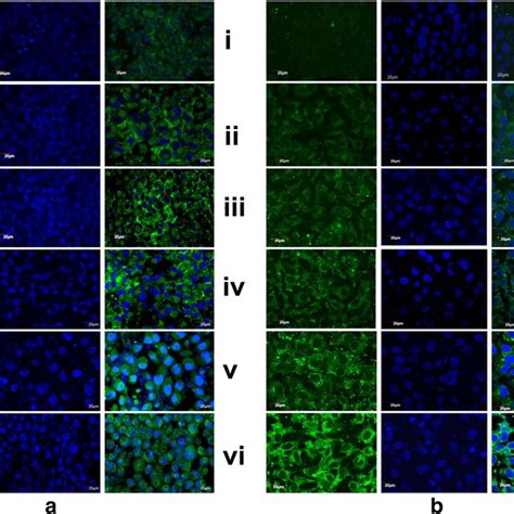 Qualitative Assessment Of Internalization Of Fitc Conjugated Different