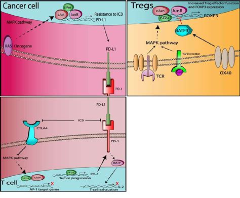 Table 1 From Ap 1 Transcription Factors As Regulators Of Immune