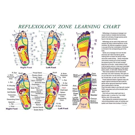 Foot Reflexology And Acupressure Educational Chart For Learning The Different Massage Zones An