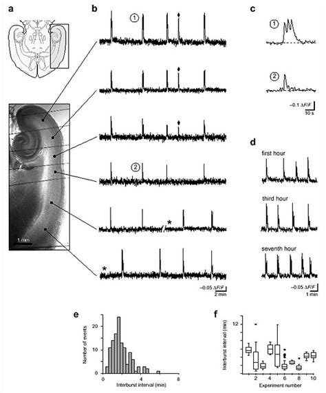 Spontaneous Oscillatory Ca2 Waves In The Immature Cortexa The Box