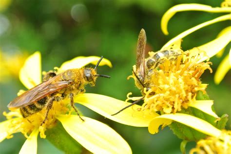 キンケハラナガツチバチ 昆虫図鑑