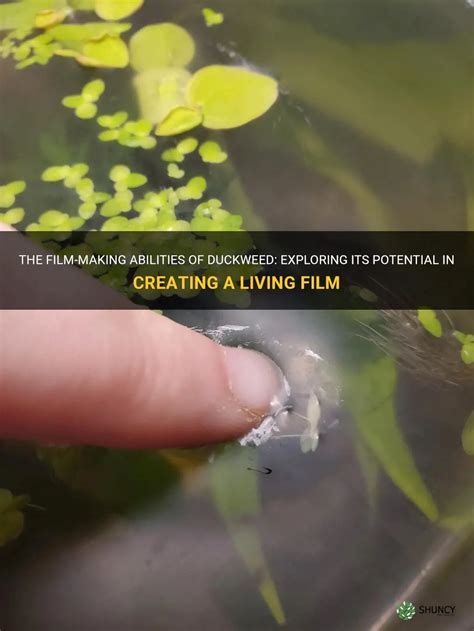 The Film Making Abilities Of Duckweed Exploring Its Potential In Creating A Living Film Shuncy