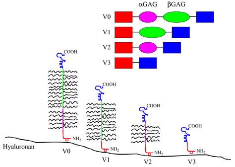 A Model Of Different Isoforms Generated By Alternative Splicing Of The