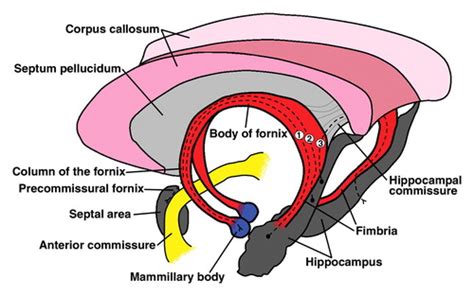 Fornix Anatomy The Fornix Of The Conjunctivae Refers To Loose Arching Folds Connecting The