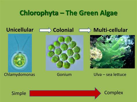 Phylum Chlorophyta