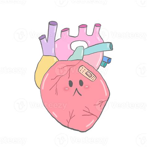 How To Draw The Heart Anatomy