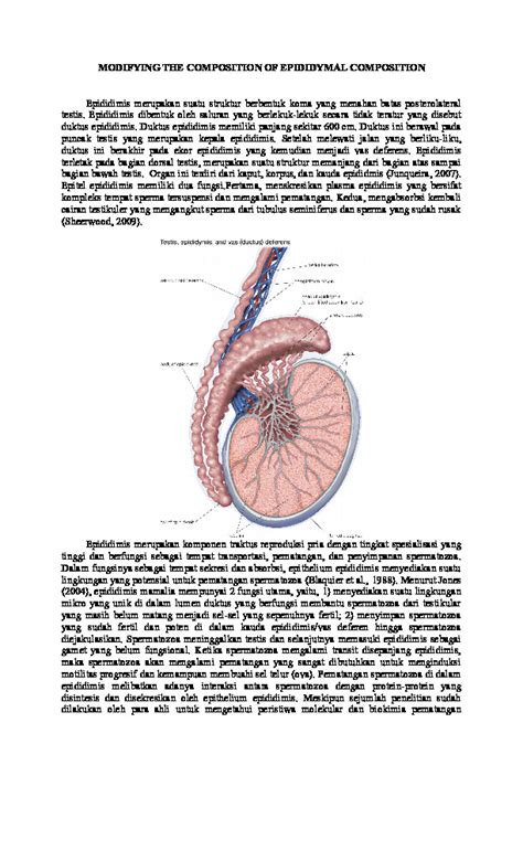 Modifying The Composition Of Epididymal Composition Pdfcoffeecom
