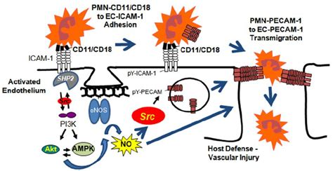 Frontiers Roles Of Intercellular Cell Adhesion Molecule 1 47 Off