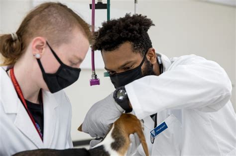 Avma Accreditation Status And Navle Pass Rates Doctor Of Veterinary