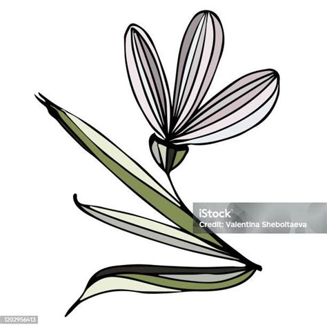 의상 카드 웹 요소 꽃 윤곽 벡터 스톡 일러스트 레이션 만화 창조적 인 그림을 장식하기위한 파스텔 색상의 상상력 손으로 그린 낙서 스타일 그림에 그리는 앵초 크로커스