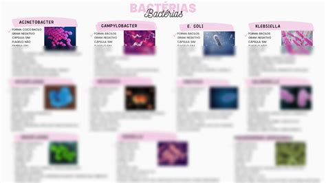 Solution Mapa Mental Bactérias Studypool