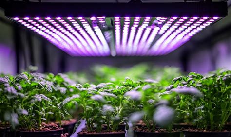 Understanding Led Grow Lights Purpose And Benefits