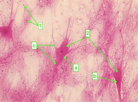 Motor Neuron Anatomy Aandp Lab Diagram Quizlet