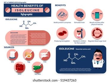 Infographic Function Reproductive System Medical Health Stock Vector