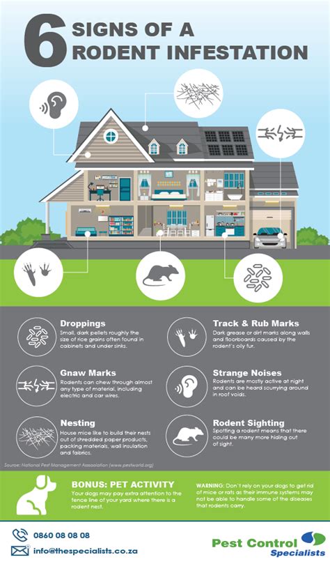 The 6 Tell Tale Signs Of A Rodent Infestation Infographic The