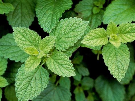 Lemon Balm Vs Mint What S The Difference Northern Nester