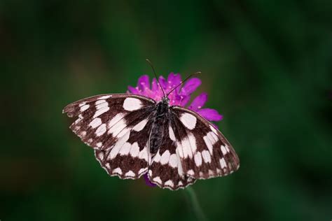 Big Give Green Match Fund Raises £43mn For Environmental Causes Uk