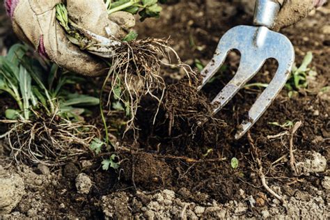 How To Remove Weeds From My Garden At Stephanie Watt Blog