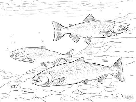 Printable Chinook Salmon Coloring Page ColoringBay