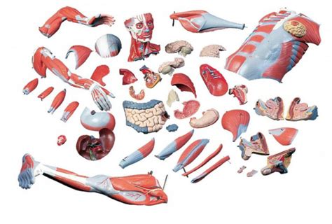 UK B Piece Deluxe Dual Sex Muscle Figure HCE