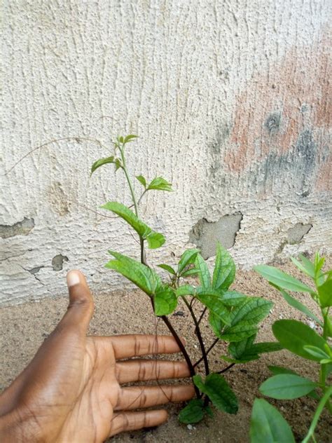 Ugu Farming On A Two Plot Of Land How Profitable Pics Agriculture