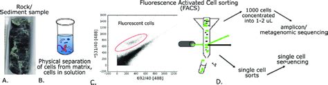 Overview Of Fluorescence Activated Cell Sorting Facs Method Via Flow Download Scientific