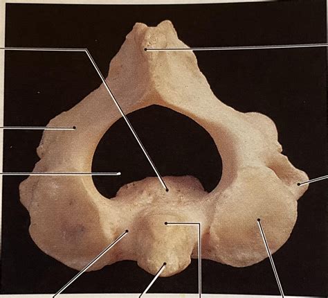 Axial Skeleton Axis Diagram Quizlet