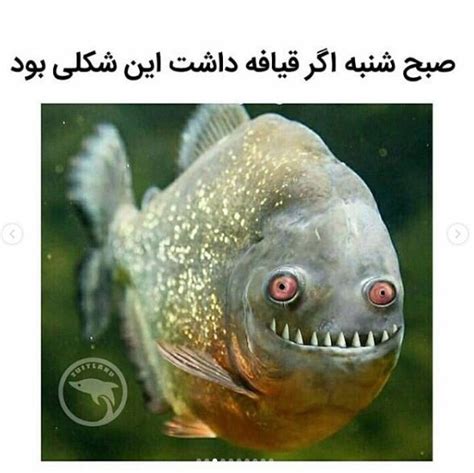عکس های خنده دار متن های طنز و خنده دار اینستاگرامی و نوشته های طنز