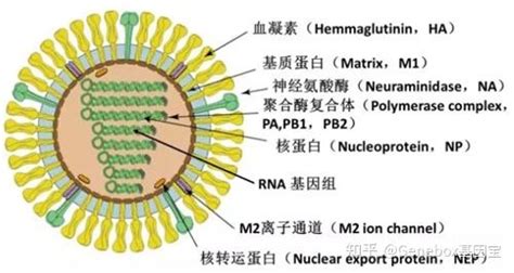 全球首次发现人感染 H5n8 型禽流感病毒，这是一种怎样的病毒？会带来哪些潜在影响？ 知乎