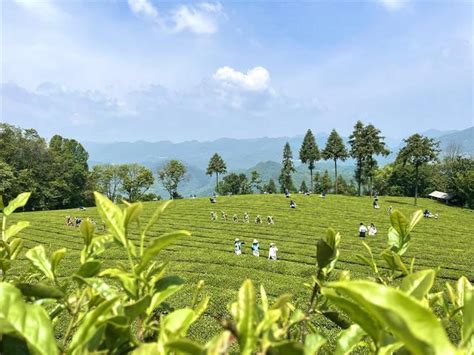养眼养身又养心——五峰打造绿水青山间的疗休养胜地医药医改频道东方养生