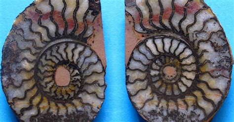 Old Writer On The Block Wayfaring With Fossils