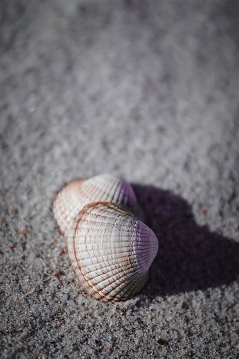 조개 해변 모래 Pixabay의 무료 사진 Pixabay