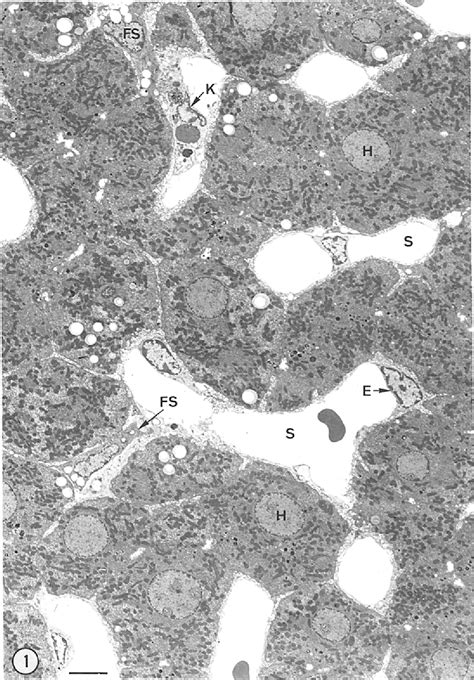 Structure Of Bile Canaliculus Semantic Scholar